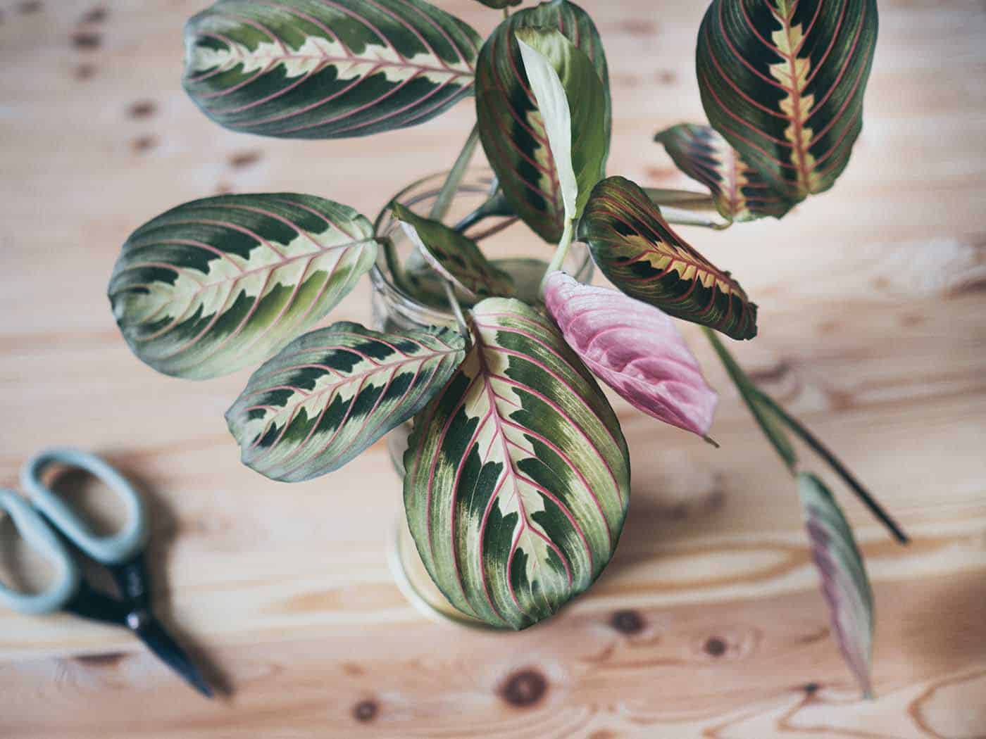 Marante (Maranta leuconeura) vermehren und pflegen - Yeah Handmade